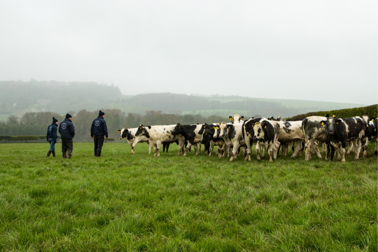 Over 1500 skilled butchers