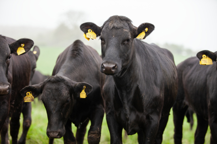 Over 1500 skilled butchers